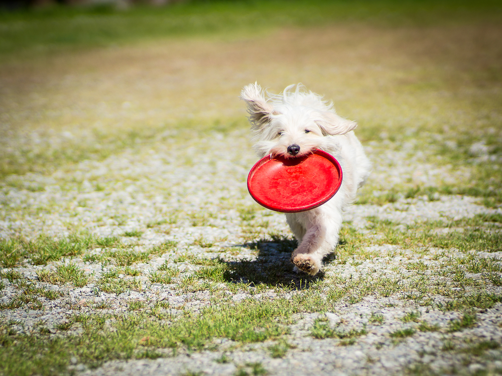 Fetch It! – The Midphase Blog