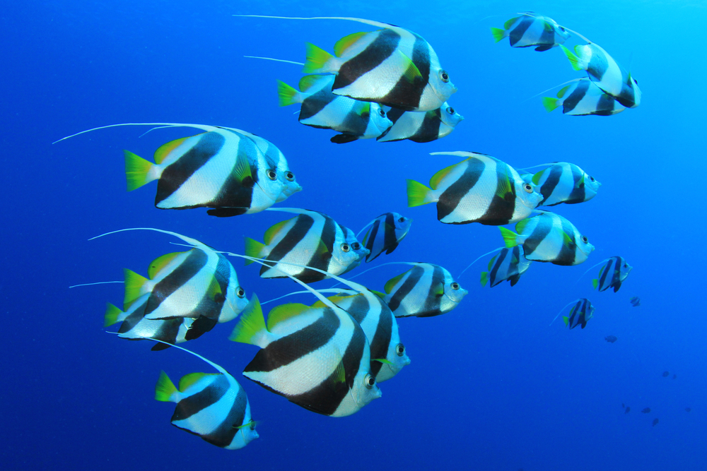 Get your nets ready to catch a .fish! – The Midphase Blog