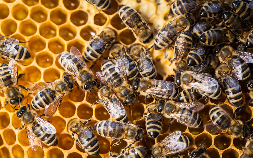 Raspberry Pi Working To Save The Bees – The Midphase Blog